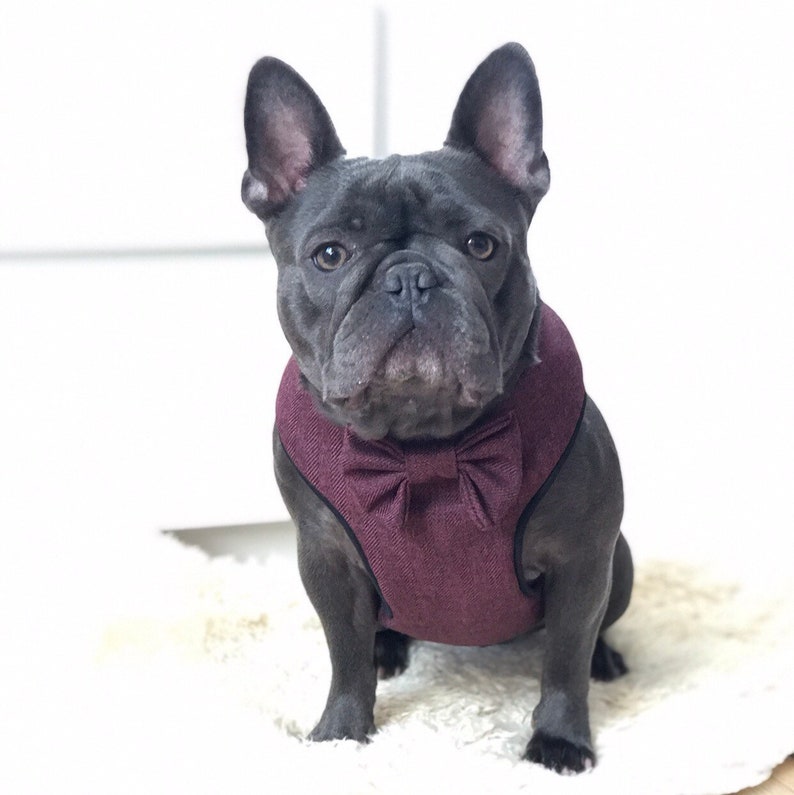 Luxury Tweed merlot red herringbone Checked Dog Harness with | Etsy