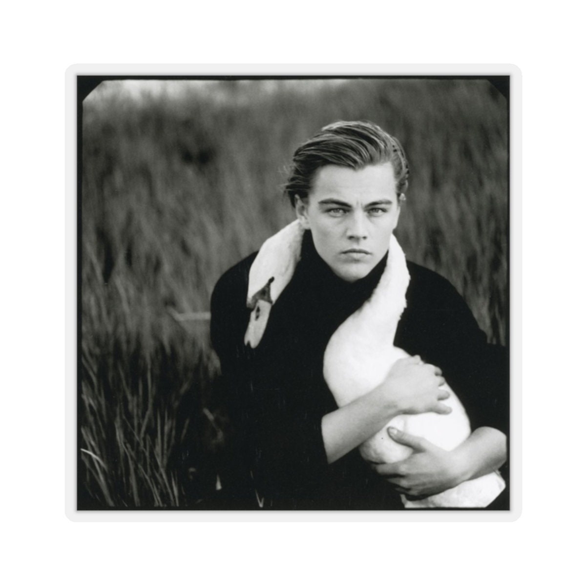 Leonardo Dicaprio Sticker - Swan Photo - Etsy