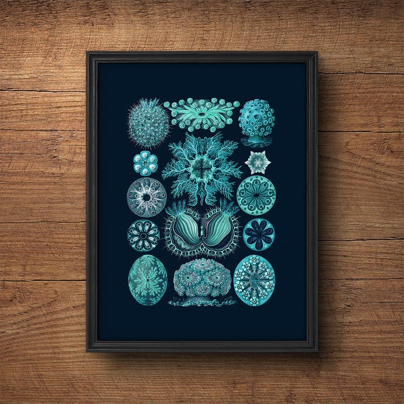 Haeckel Print - Etsy