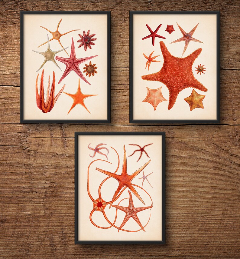 Starfish Prints, Starfish Posters, Print Set of 3, Nautical Decor ...