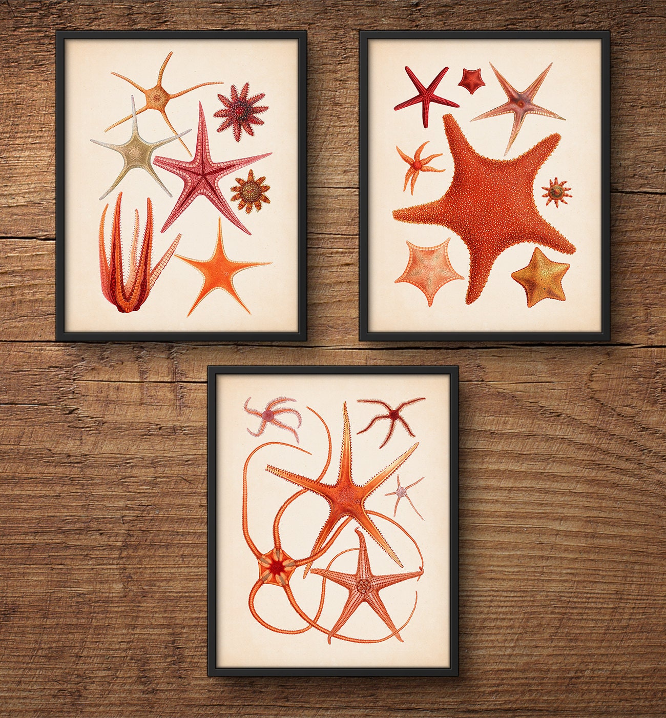 Starfish Prints, Starfish Posters, Print Set of 3, Nautical Decor ...