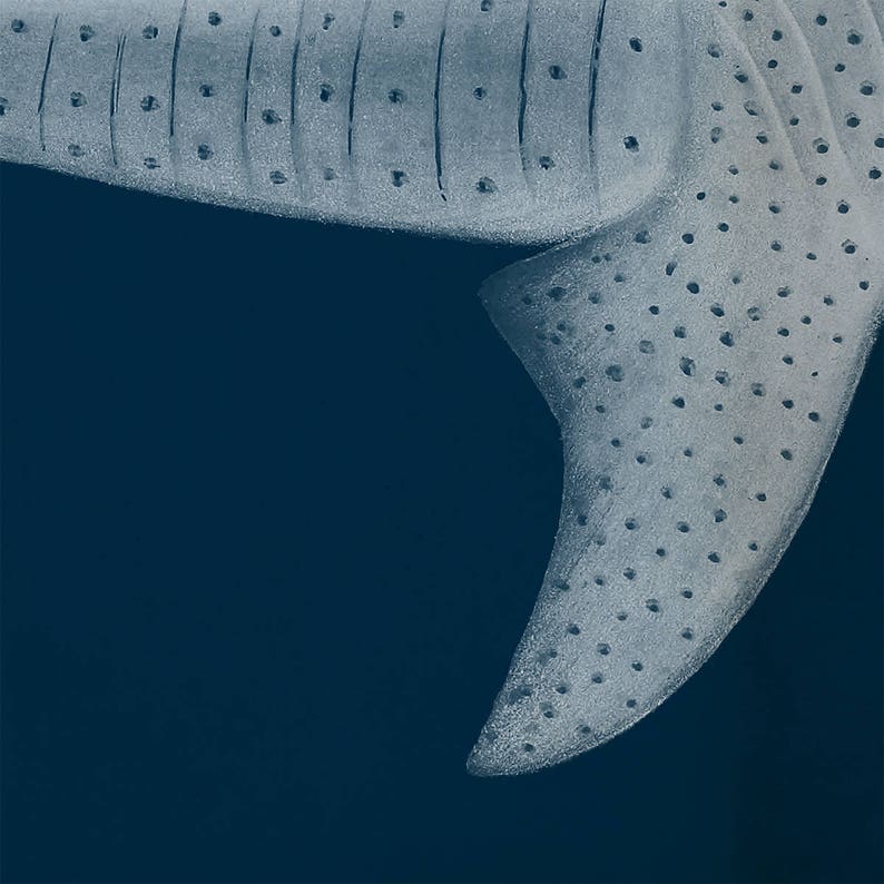 Hai Poster 3er Set, Hai Poster, Hai Poster, Hai Poster, Hai Poster ...