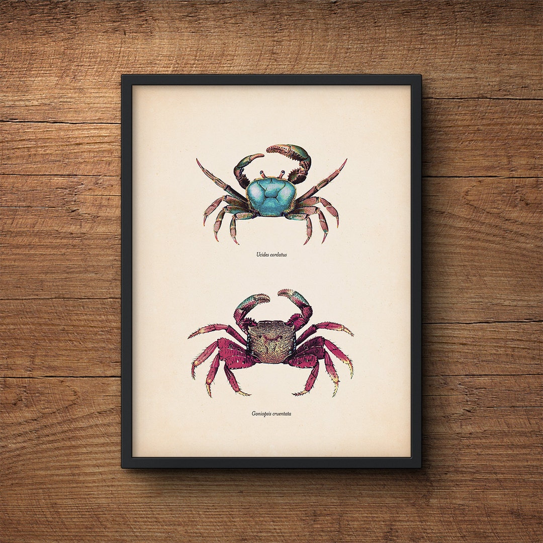 Blue Crab Print, Beach Wall Art, Scientific Illustration, Coastal Art ...