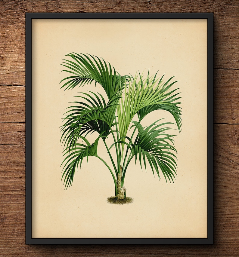 Botanical Print Set Palm Tree Print Set Palm Tree Prints - Etsy