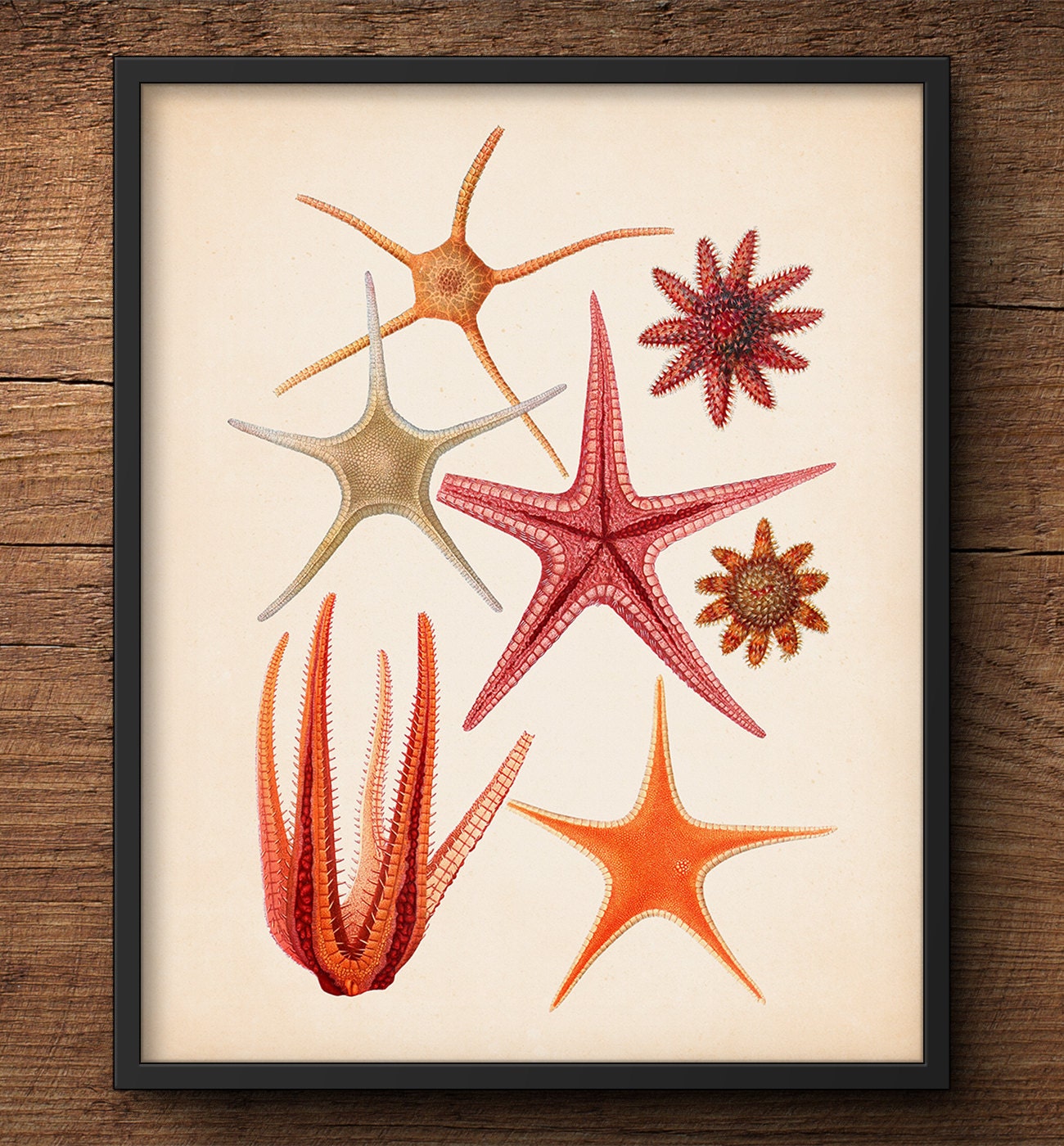 Starfish Prints, Starfish Posters, Print Set of 3, Nautical Decor ...