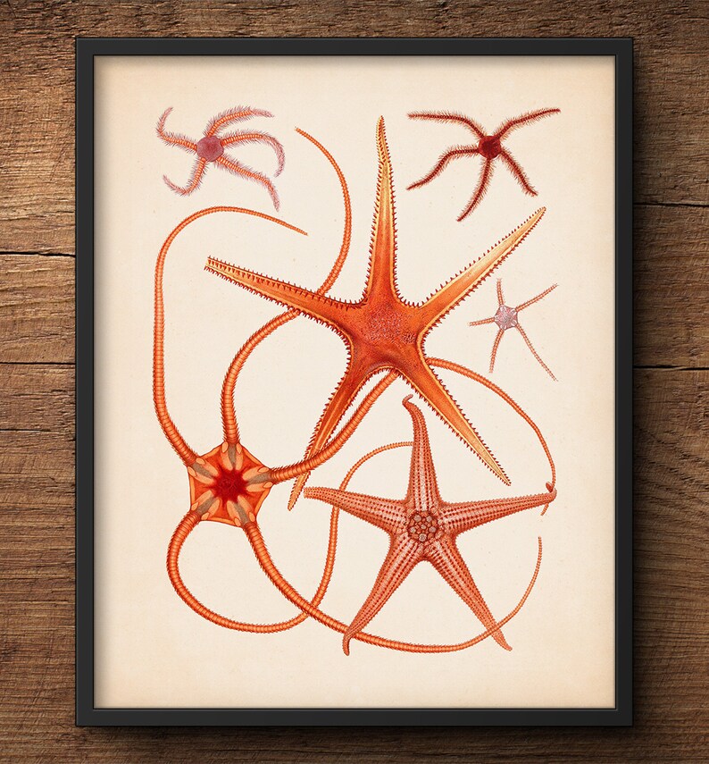 Starfish Prints, Starfish Posters, Print Set of 3, Nautical Decor ...