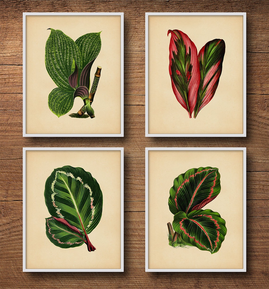 Botanical Print Set Framed Print Set Tropical Wall Art - Etsy