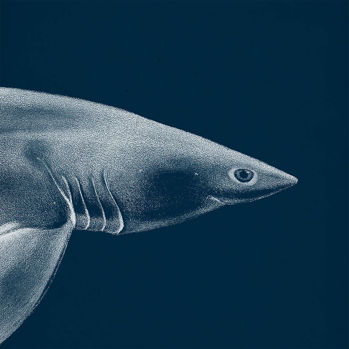 Shark Print Set of 3 Shark Art Great White Shark Print | Etsy