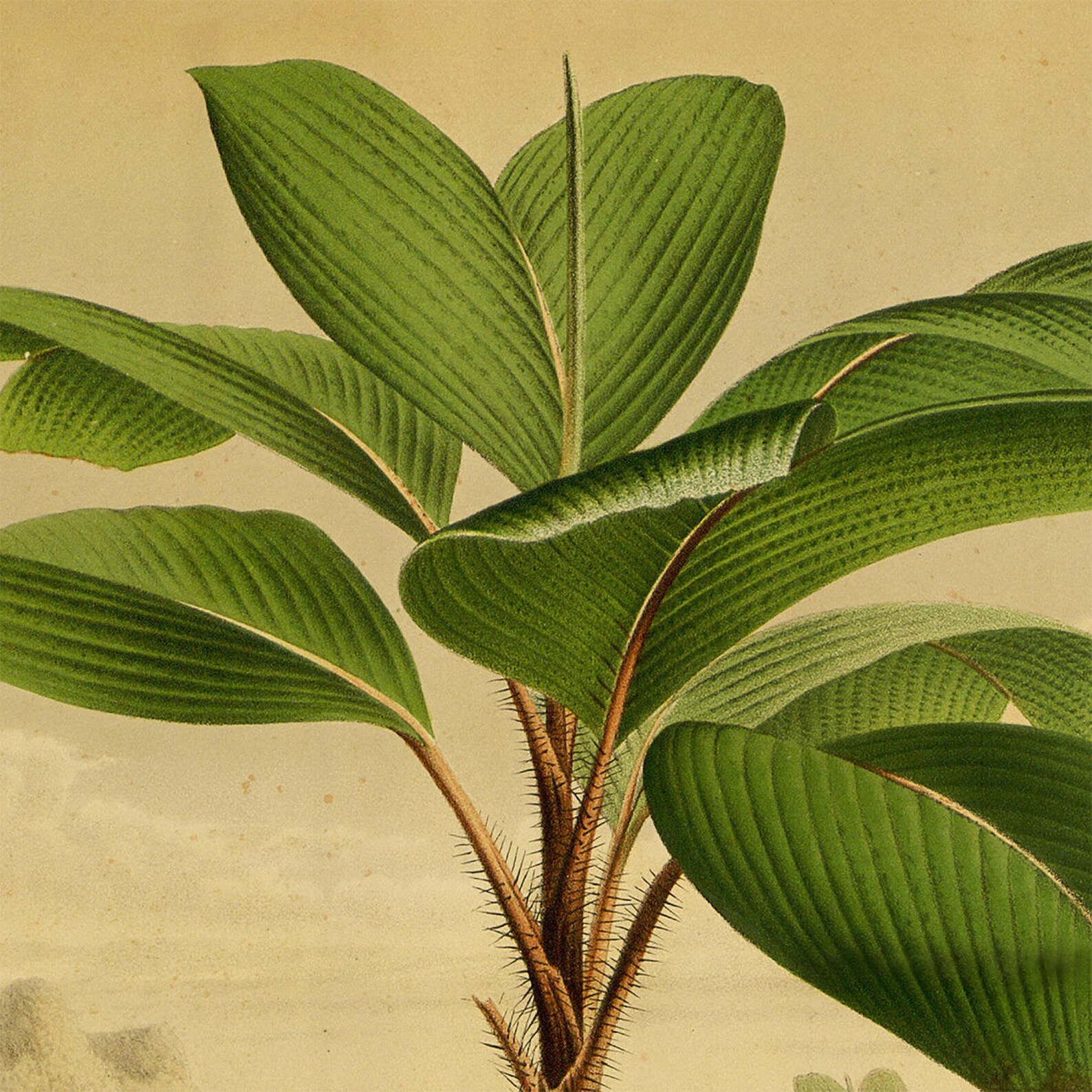 Palm Leaf Print Palm Leaf Wall Art Palm Leaf Art Print | Etsy