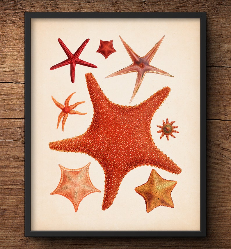 Starfish Prints, Starfish Posters, Print Set of 3, Nautical Decor ...