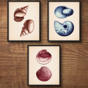 Seashell Prints, Seashell Posters, Nautical Decor, Coastal Art ...