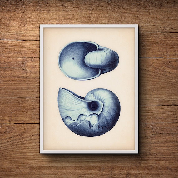 Seashell Print Coastal Art Scientific Illustration | Etsy