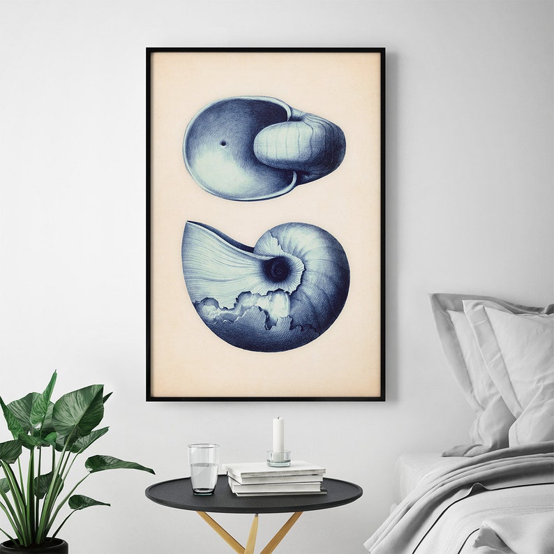 Seashell Print – Coastal Art, Scientific Illustration, Nautical Prints ...