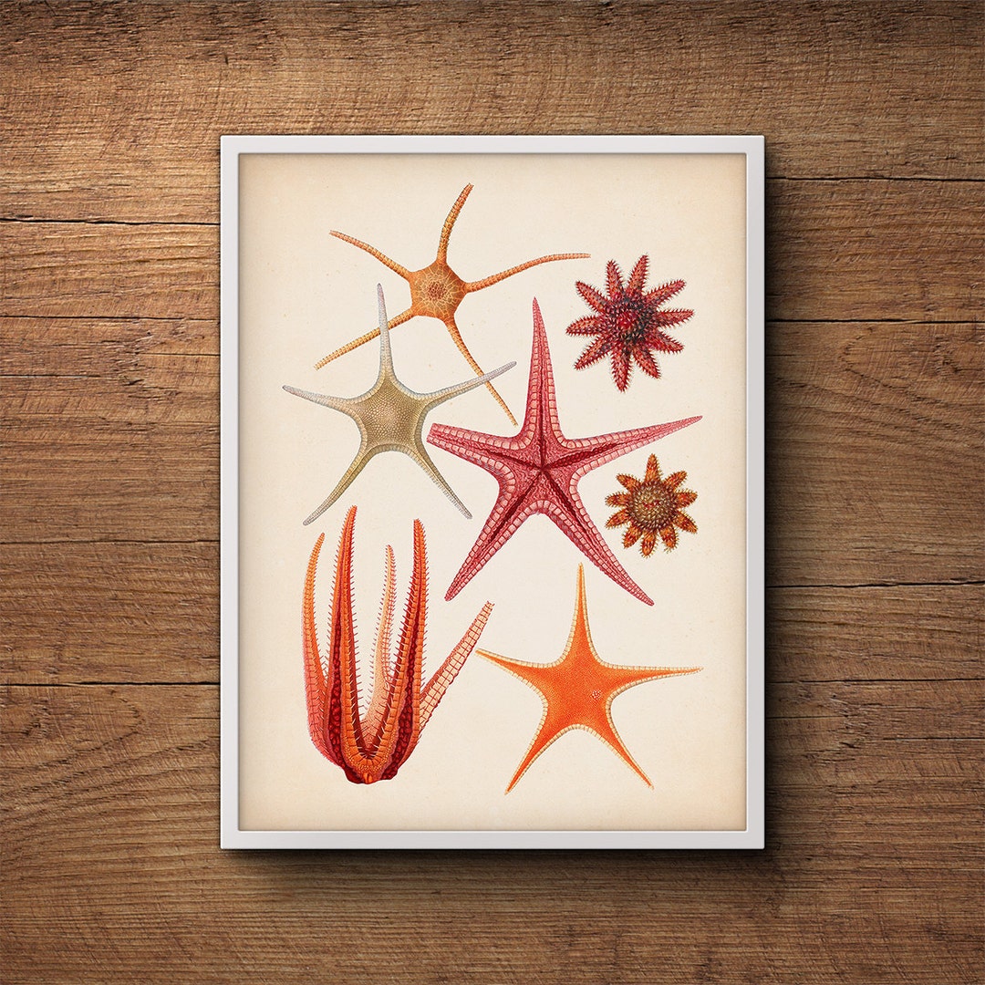 Starfish Art, Coastal Art, Starfish Collage, Beach House Art, Nautical ...