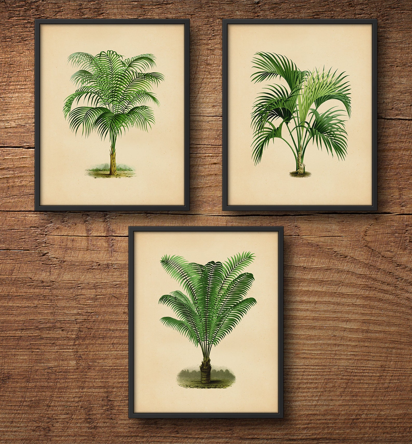Botanical Print Set, Palm Tree Print Set, Palm Tree Prints, Palm Leaf ...