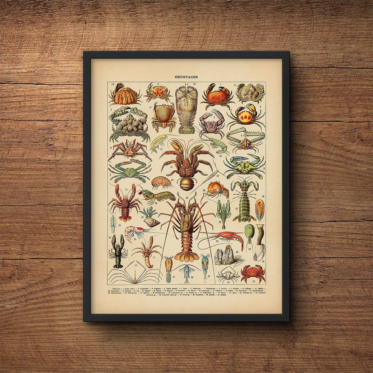 Beach Wall Art Crustaceans Print Lobster Art Coastal Art - Etsy