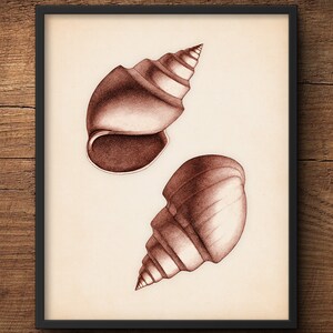 Seashell Prints, Seashell Posters, Nautical Decor, Coastal Art ...