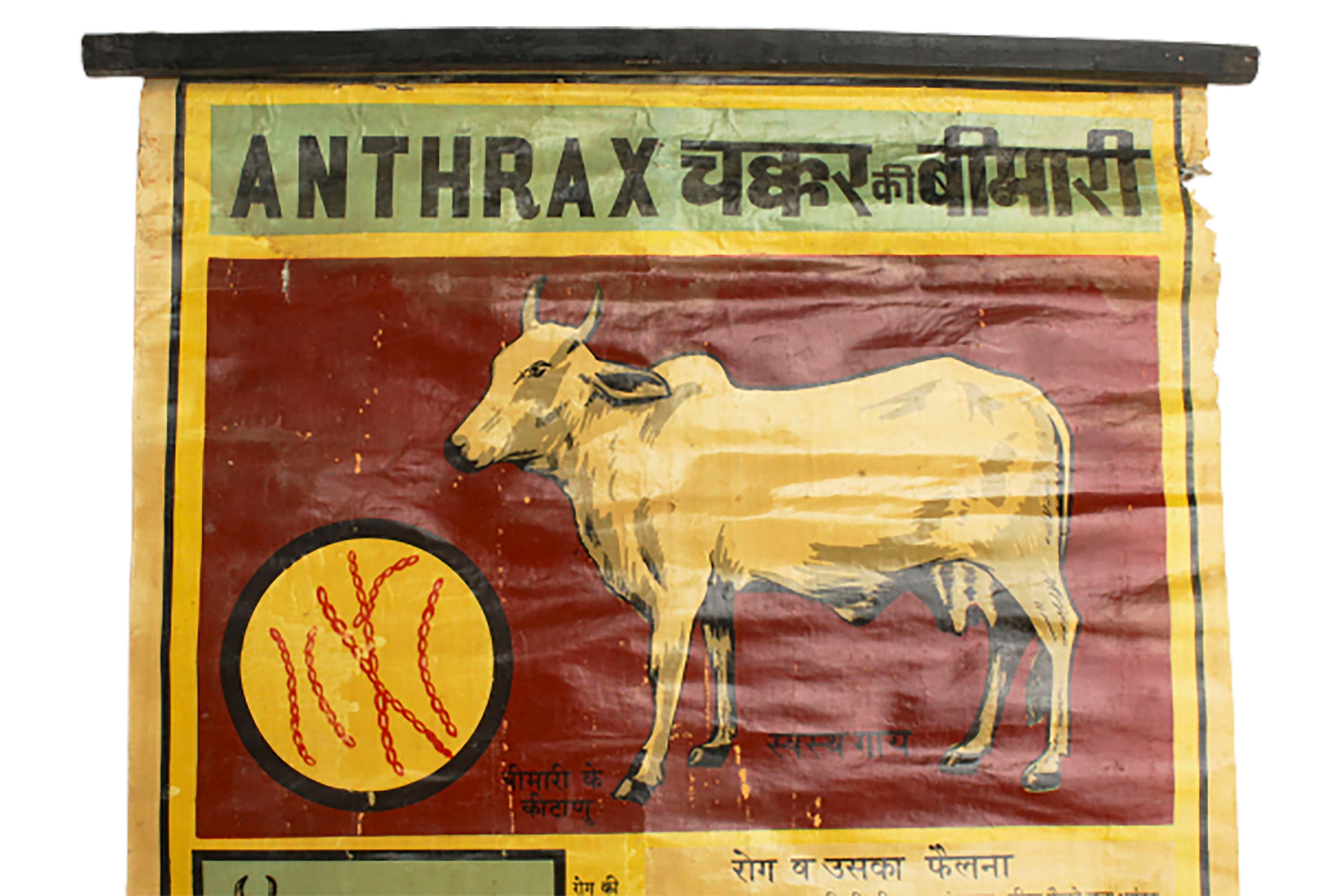 Anthrax Disease In Animals