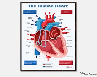 Kingdom of Life Science Classroom Poster Set Biology - Etsy