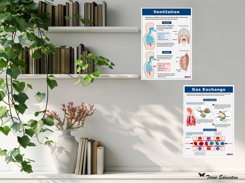 Human Anatomy Systems Science Posters, Respiratory System, Printable ...