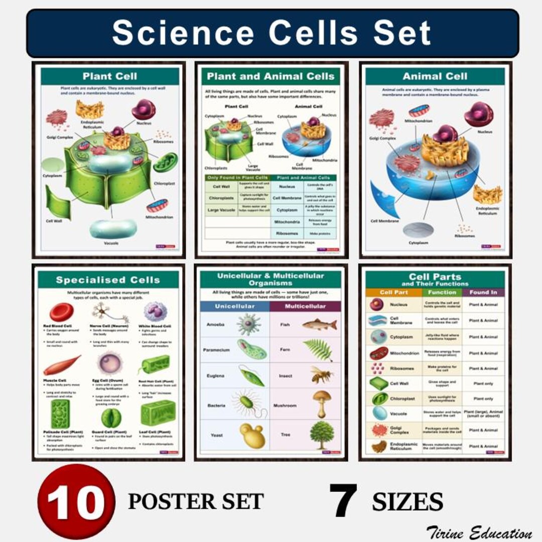 Middle School Science Posters – Cell Structure and Function | 10 ...