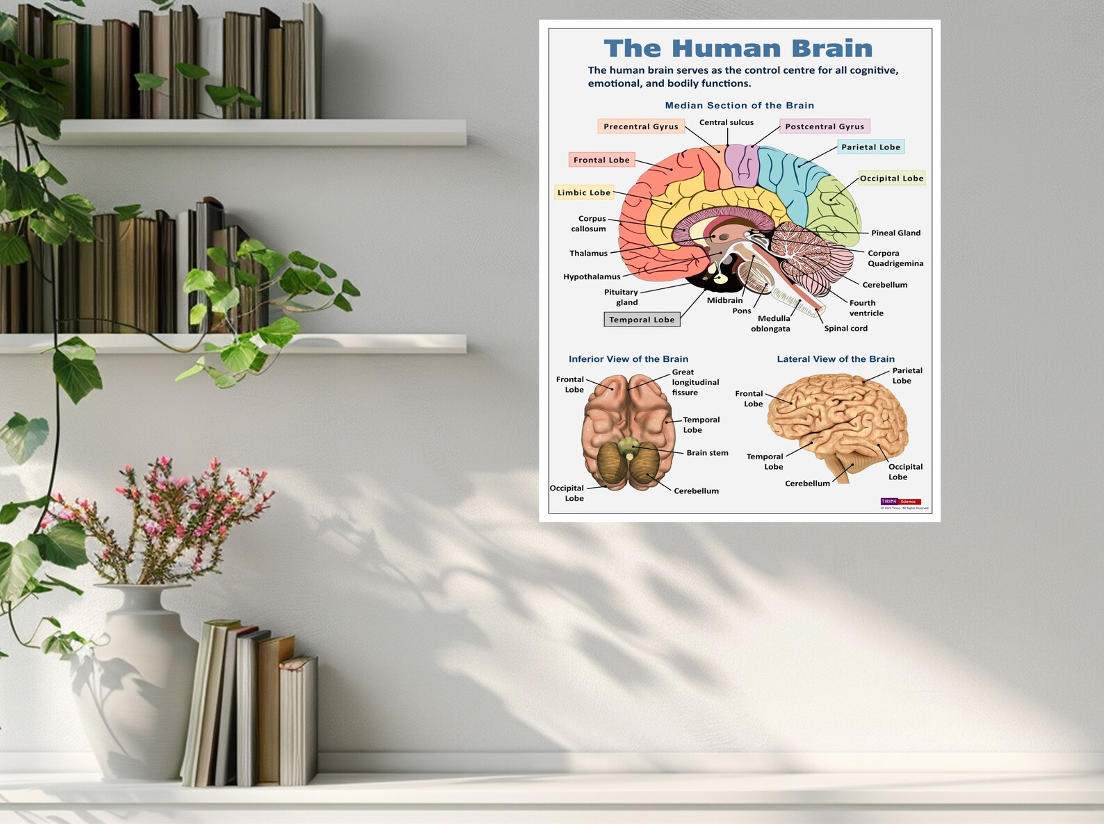 Human Brain Poster, Human Biology Poster, Educational Poster, Human ...