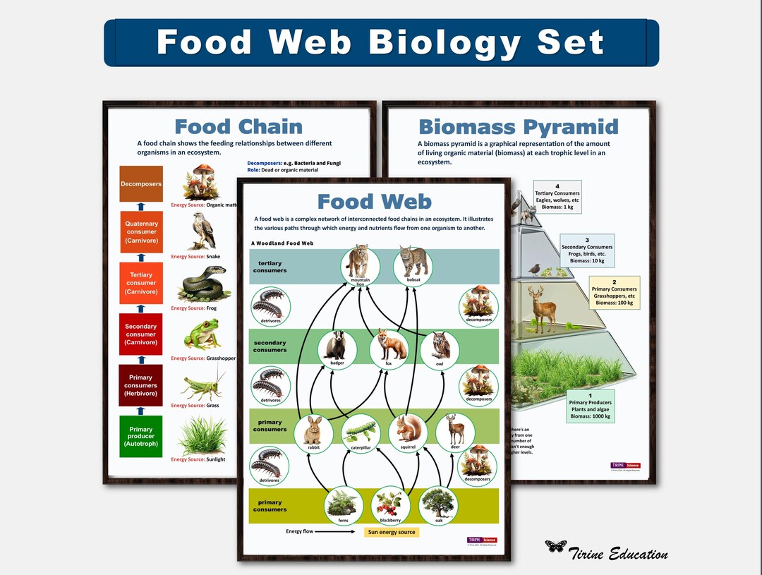 Food Web Poster Set Biology Poster High School Science Food - Etsy