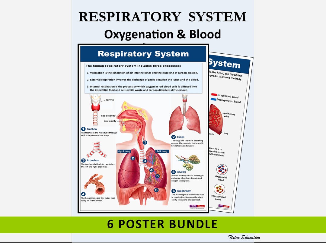 Respiratory System Posters: Printable Human Anatomy Resource for Middle ...