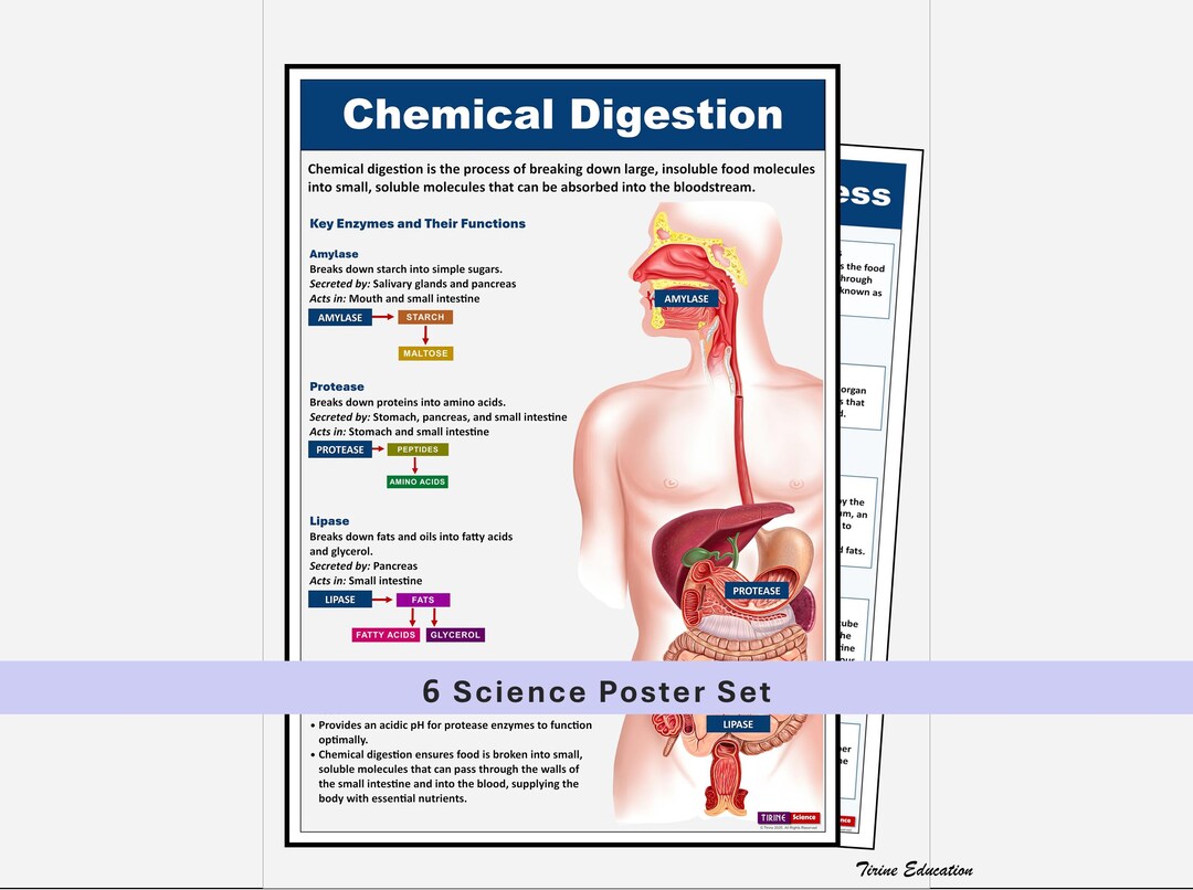 Science Classroom Posters, Digestive System, Human Anatomy, Middle and ...