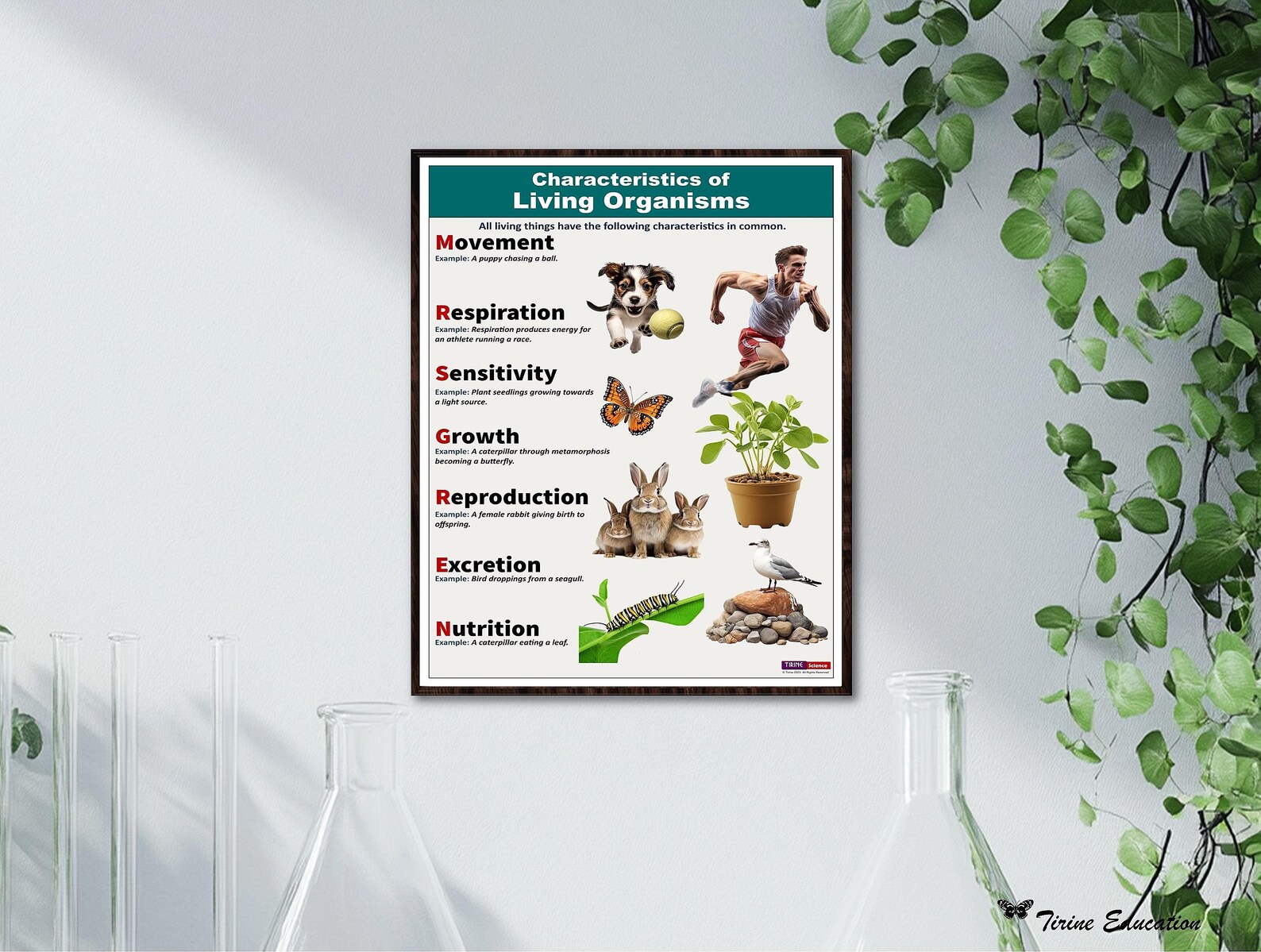 Characteristics of Living Organisms – MRS GREN Science Poster for ...