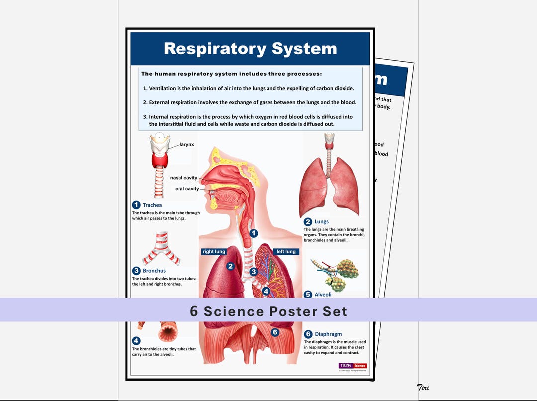 Science Classroom Posters, Respiratory System, Human Anatomy, Middle ...