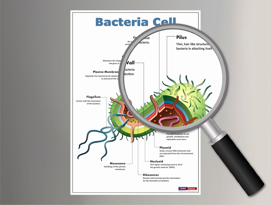 Bacteria Cell Poster, Biology Poster, High School Science, Middle ...