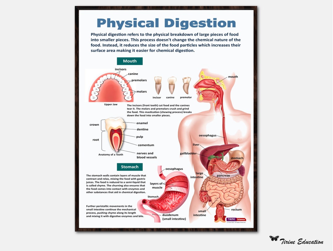 Physical Digestion Human Biology Science Poster, Human Digestive System, Human Anatomy Biology ...