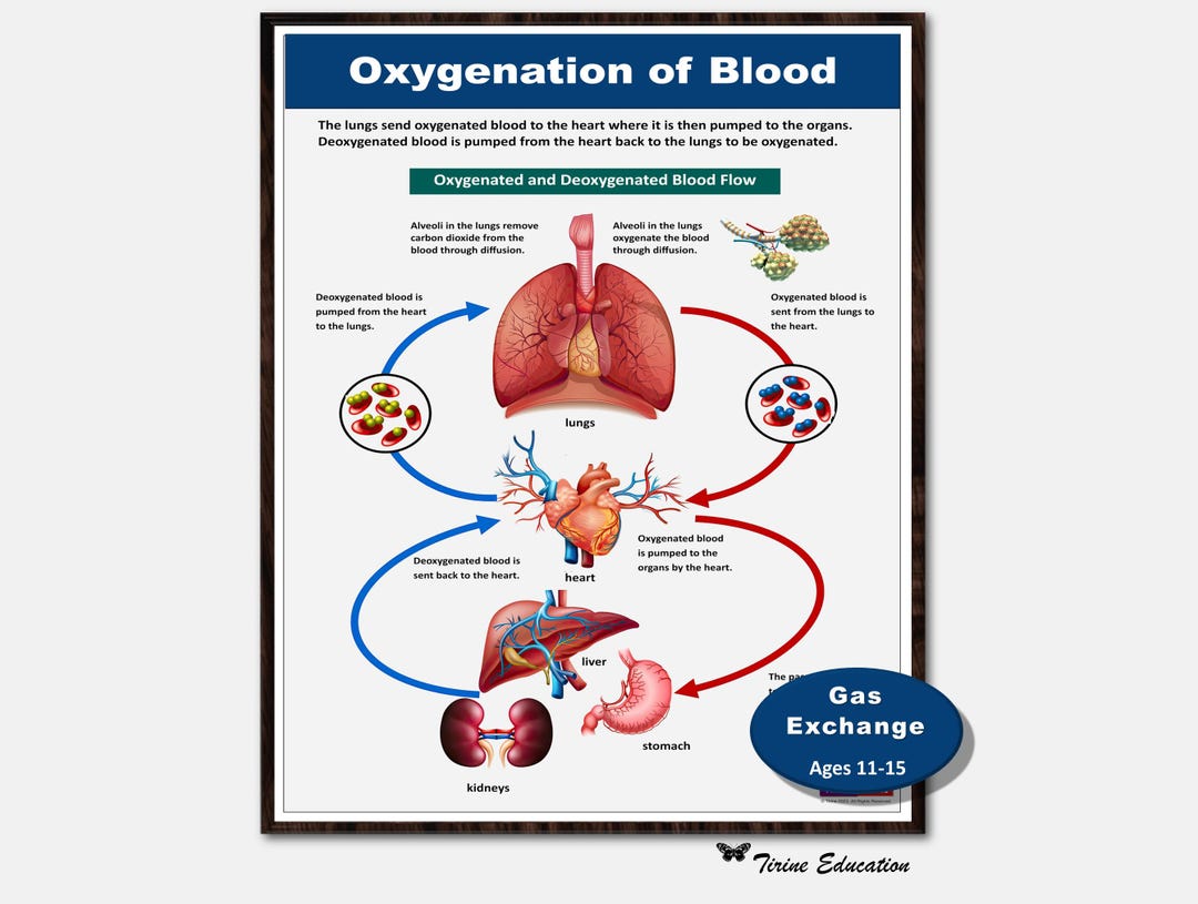Oxygenation of Blood Classroom Poster – Engaging Science Classroom ...
