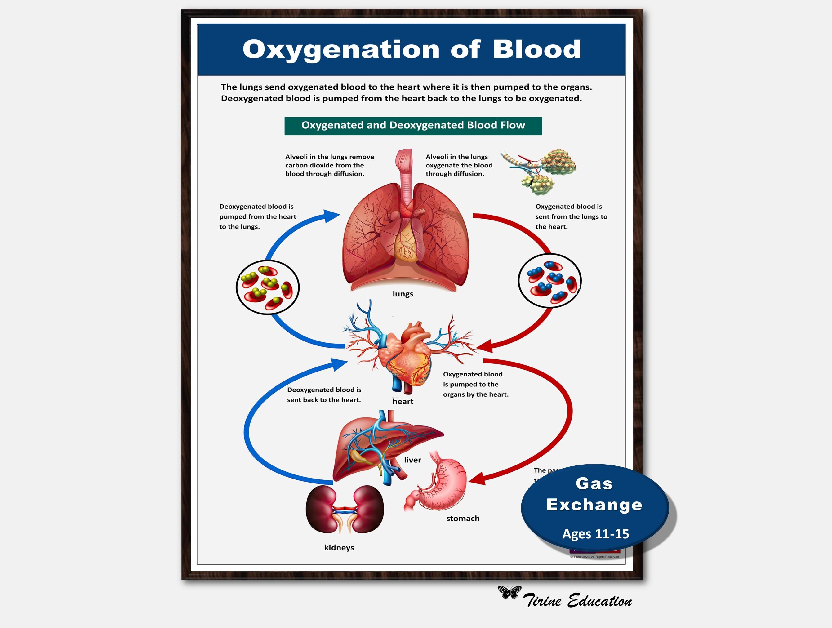 Oxygenation of Blood Classroom Poster – Engaging Science Classroom ...