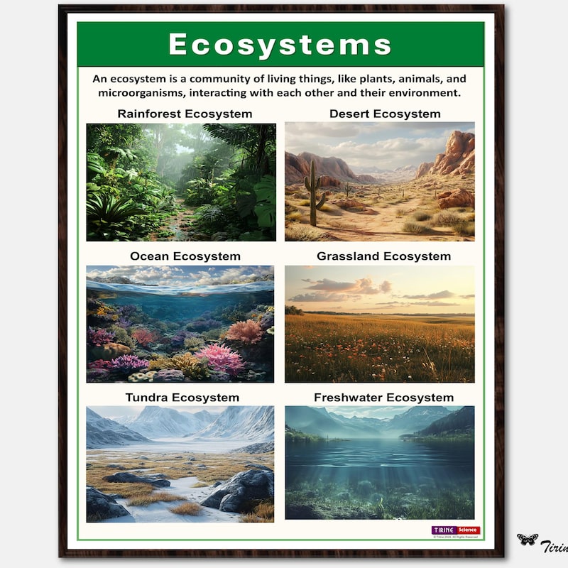 Ecosystem Poster - Etsy