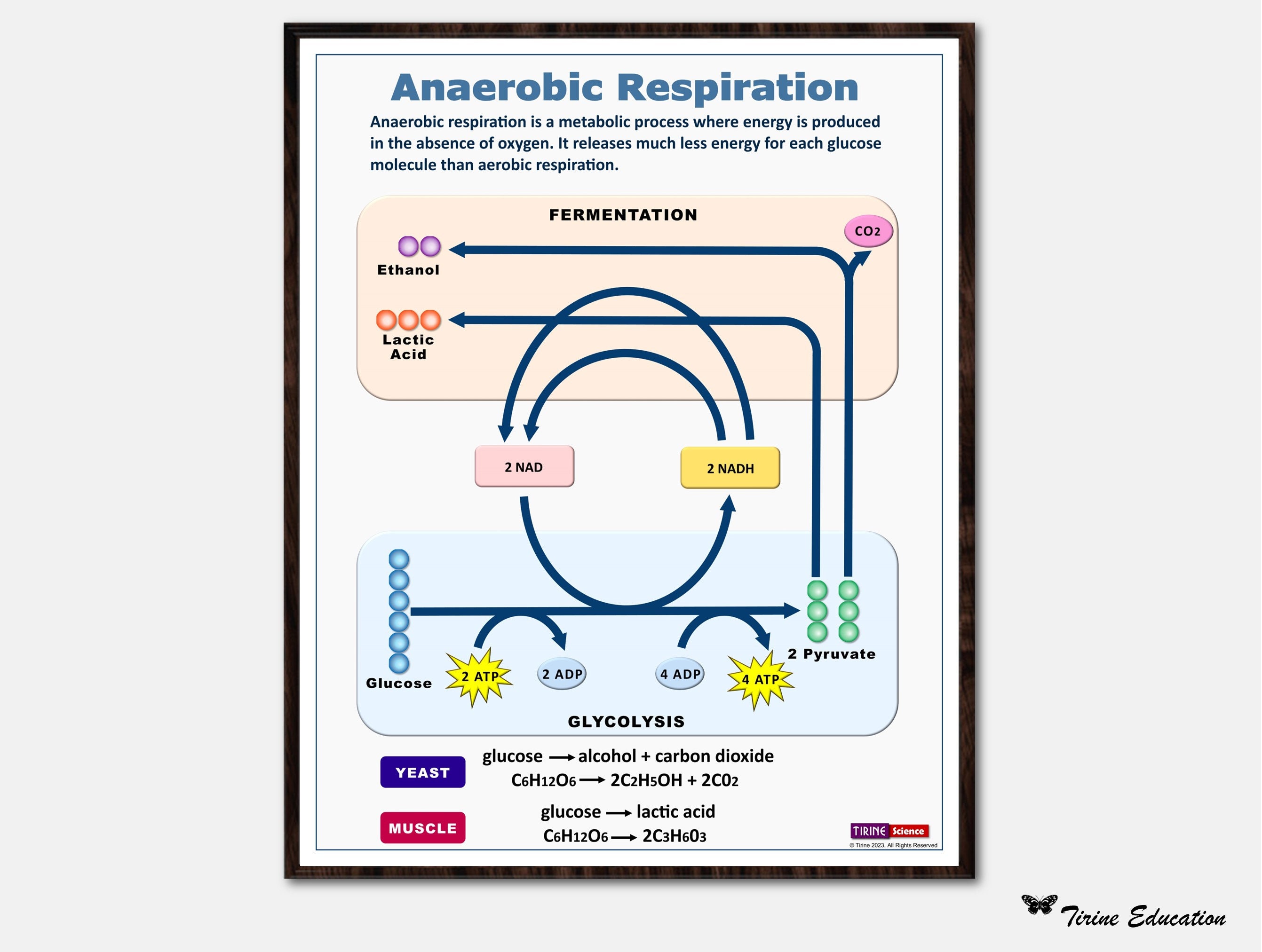 Anaerobic Respiration Poster, Cellular Respiration, Biology Poster ...