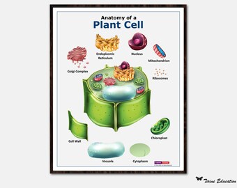 EDUCATIONAL Plant Cell Poster - Etsy UK