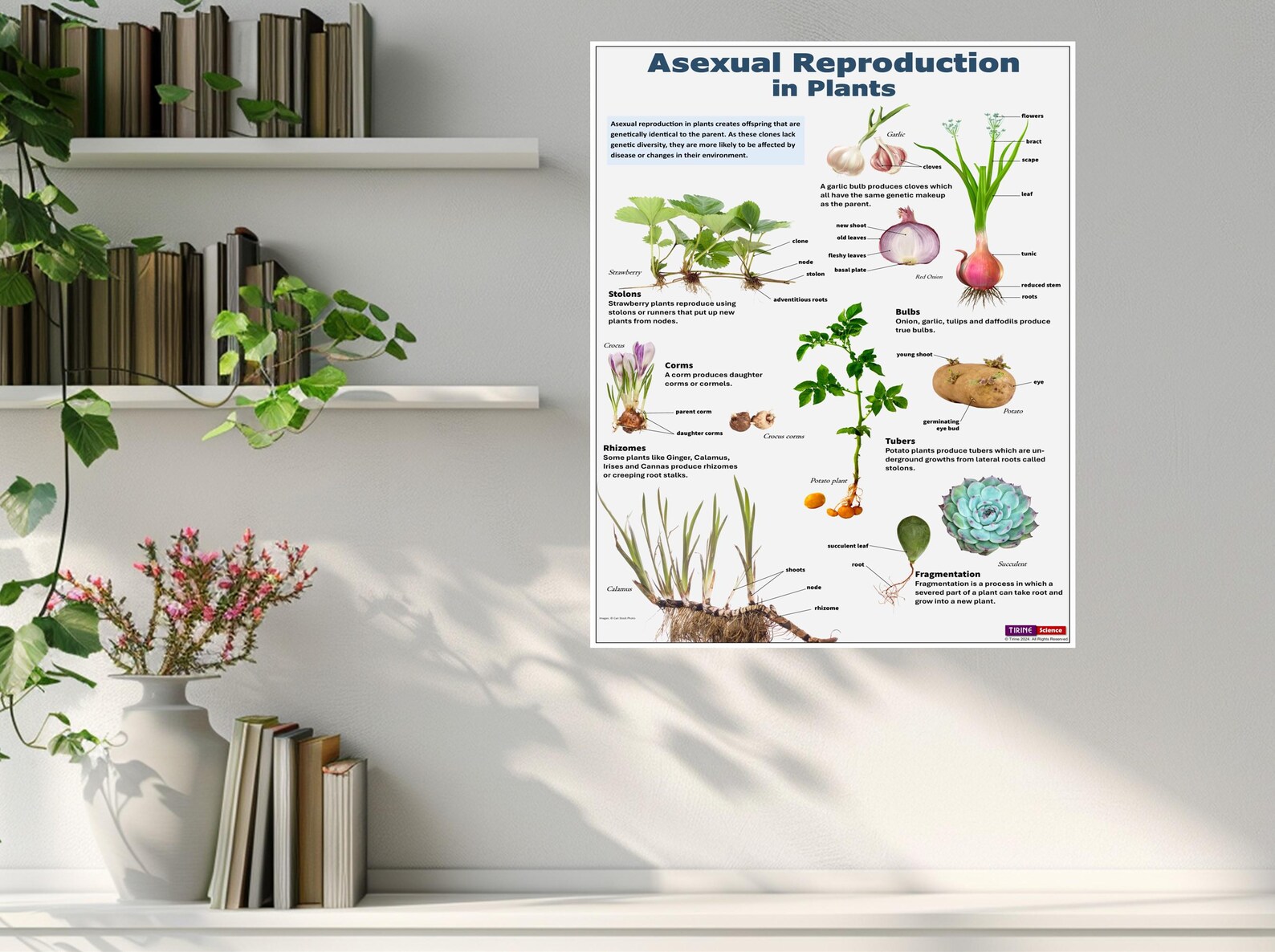 Asexual Reproduction in Plants Poster, Science Biology, Middle School ...