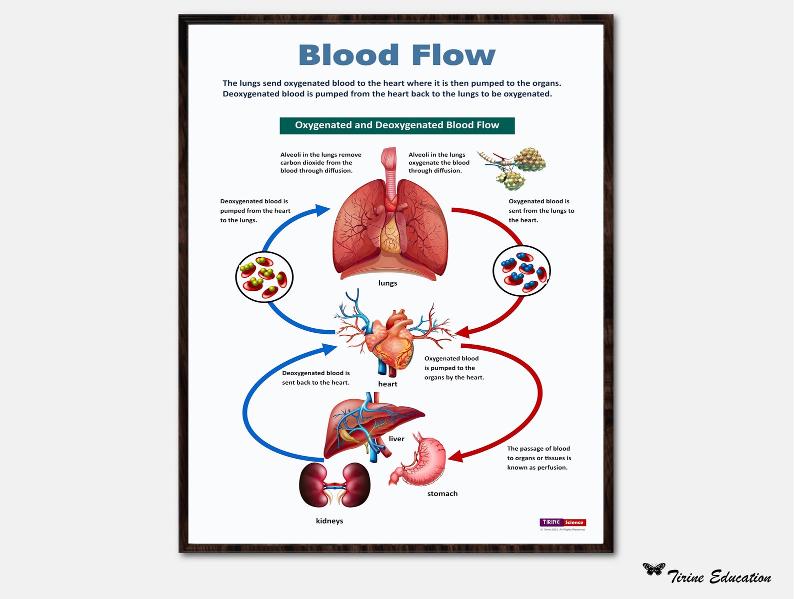 Respiratory System Poster Set, Human Biology Science Poster Set ...