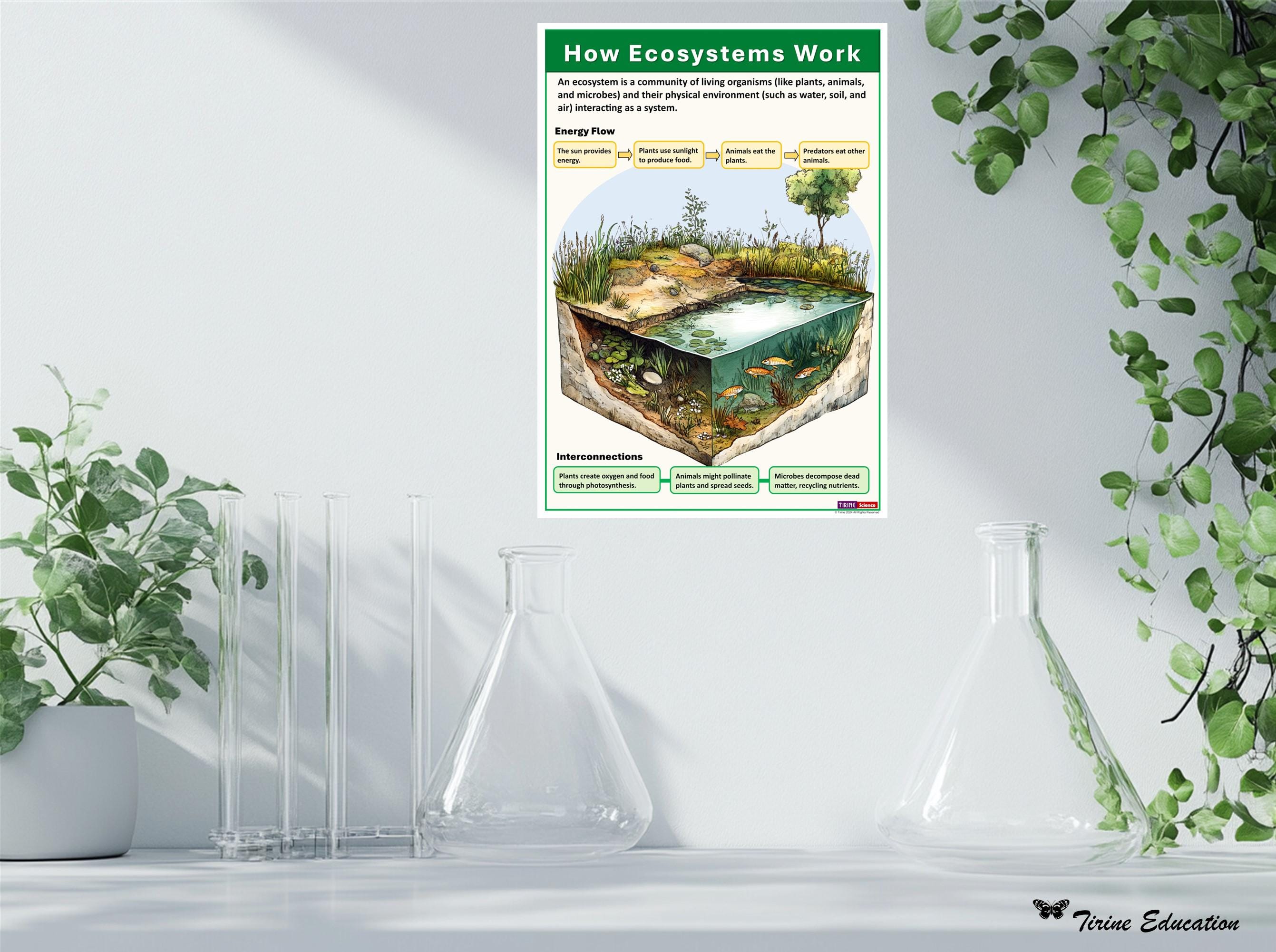 How Ecosystems Work Classroom Poster – Science Biology Classroom Decor ...