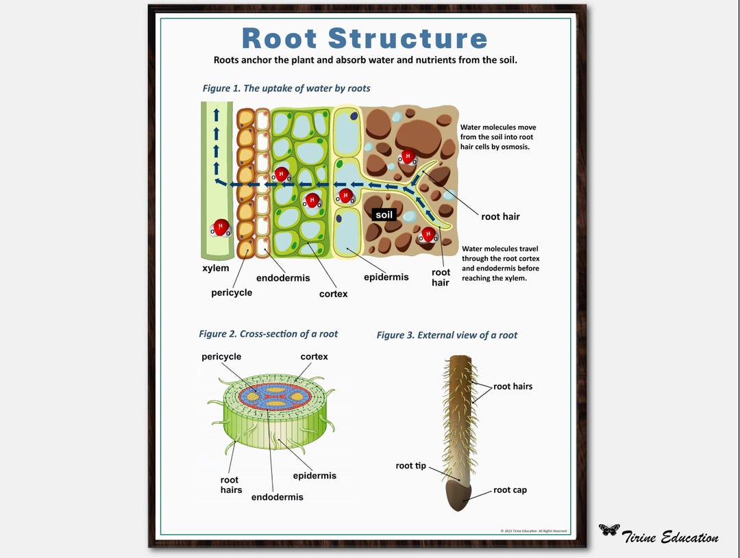 Root Structure in Plants Poster, Science Biology, Middle School, High ...