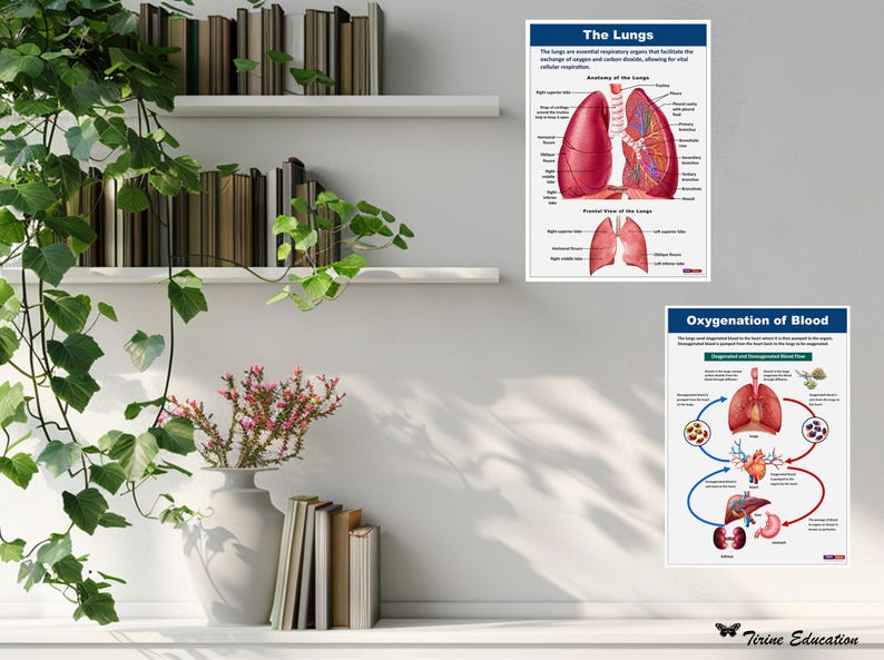 Human Anatomy Systems Science Posters, Respiratory System, Printable ...