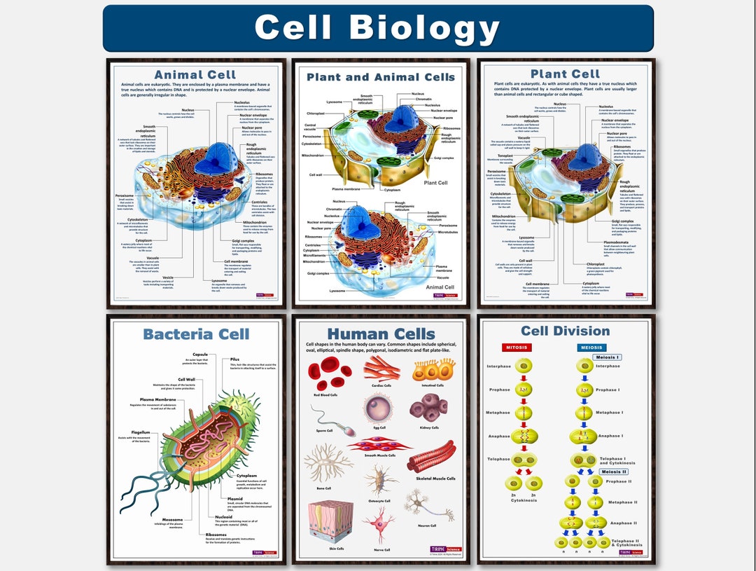 Cell Biology Poster Set, Biology Classroom Poster, Middle School ...