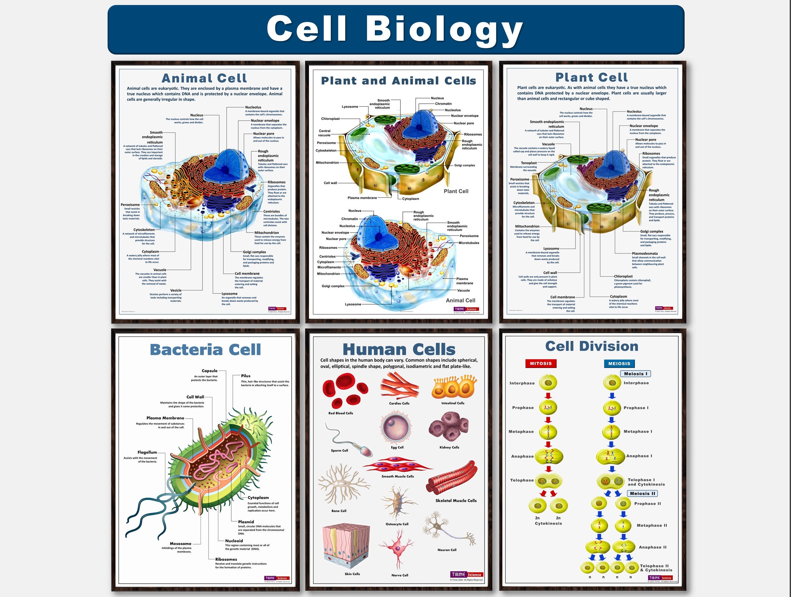 Cell Biology Poster Set, Biology Classroom Poster, Middle School ...
