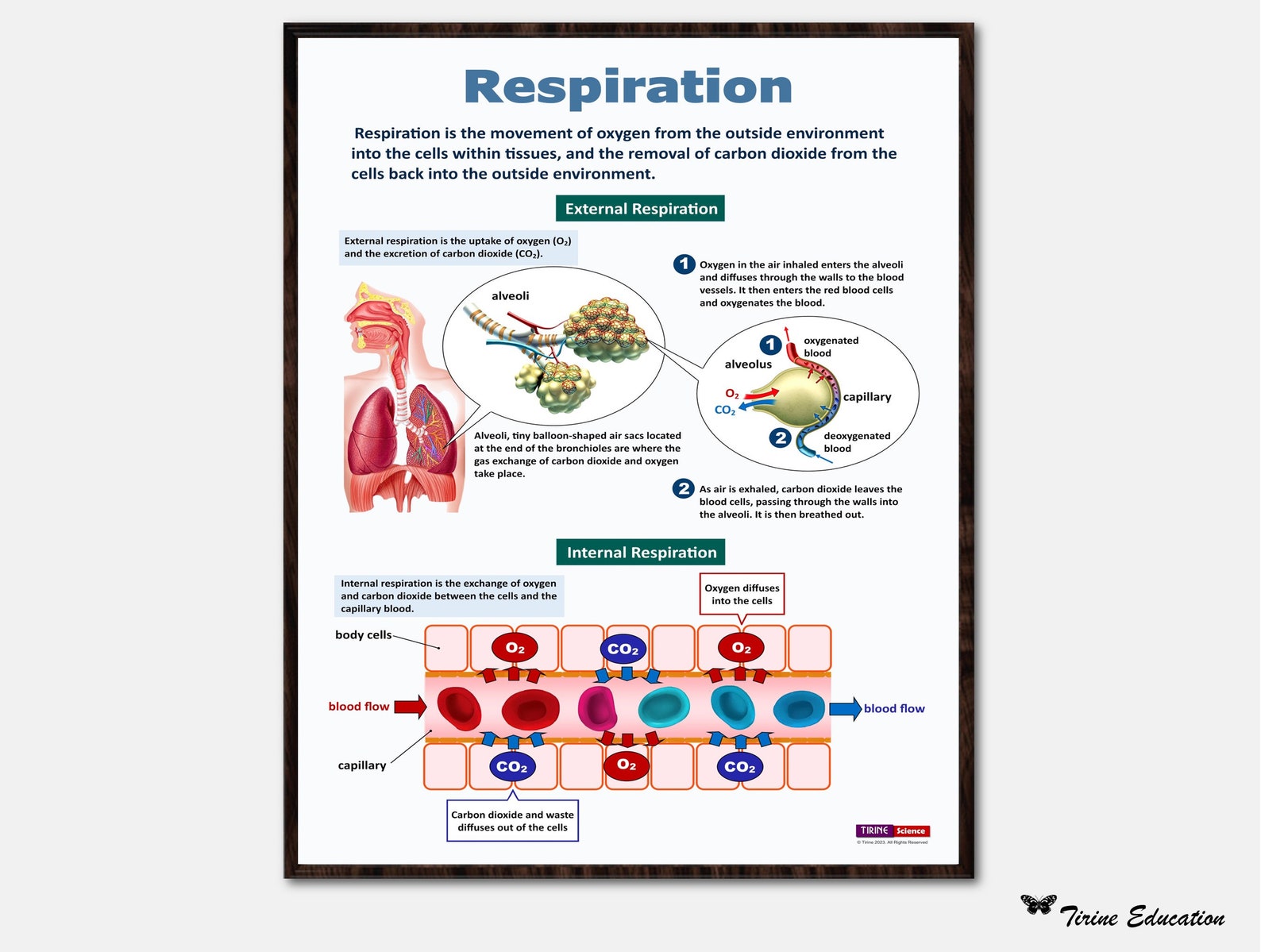 Respiratory System Poster Set, Human Biology Science Poster Set ...