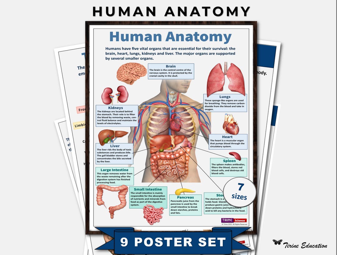 Human Body Systems Poster Set – 9 Printable Science Biology Charts ...