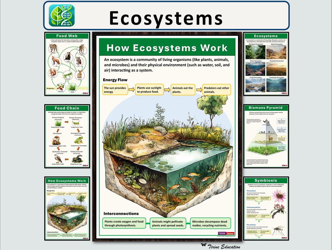 Ecosystems Classroom Posters – Engaging Science Biology Classroom Decor ...
