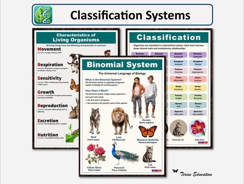 Classification Systems, 3 Posters, 7 Sizes, Biology, Science, Middle ...