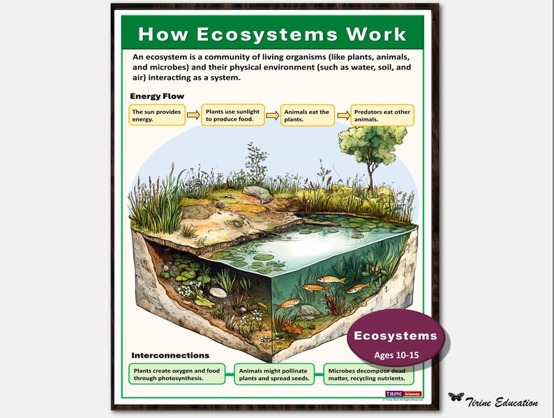 How Ecosystems Work Classroom Poster – Science Biology Classroom Decor ...